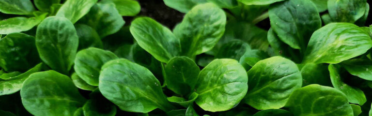 PRISMA 310A – REAL ENERGY SYSTEMS